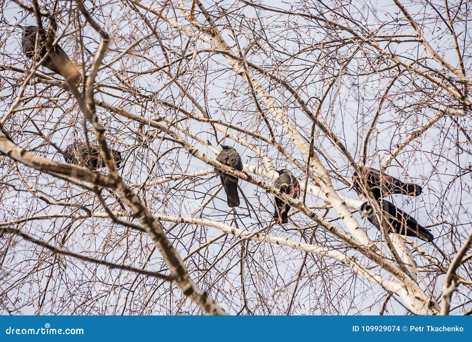 Crows, rooks on a branch stock photo. Image of beak - 109929074
