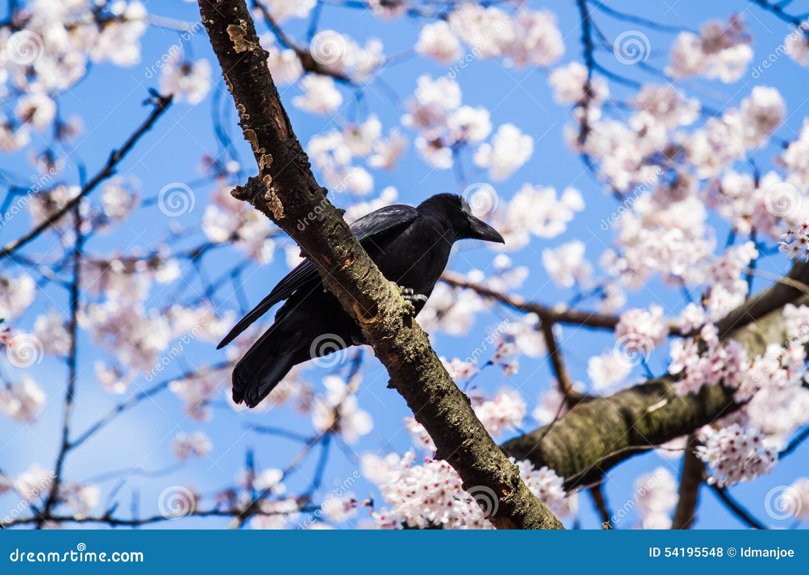 Pink Sakura Crows Stock Photos - Free & Royalty-Free Stock Photos from ...