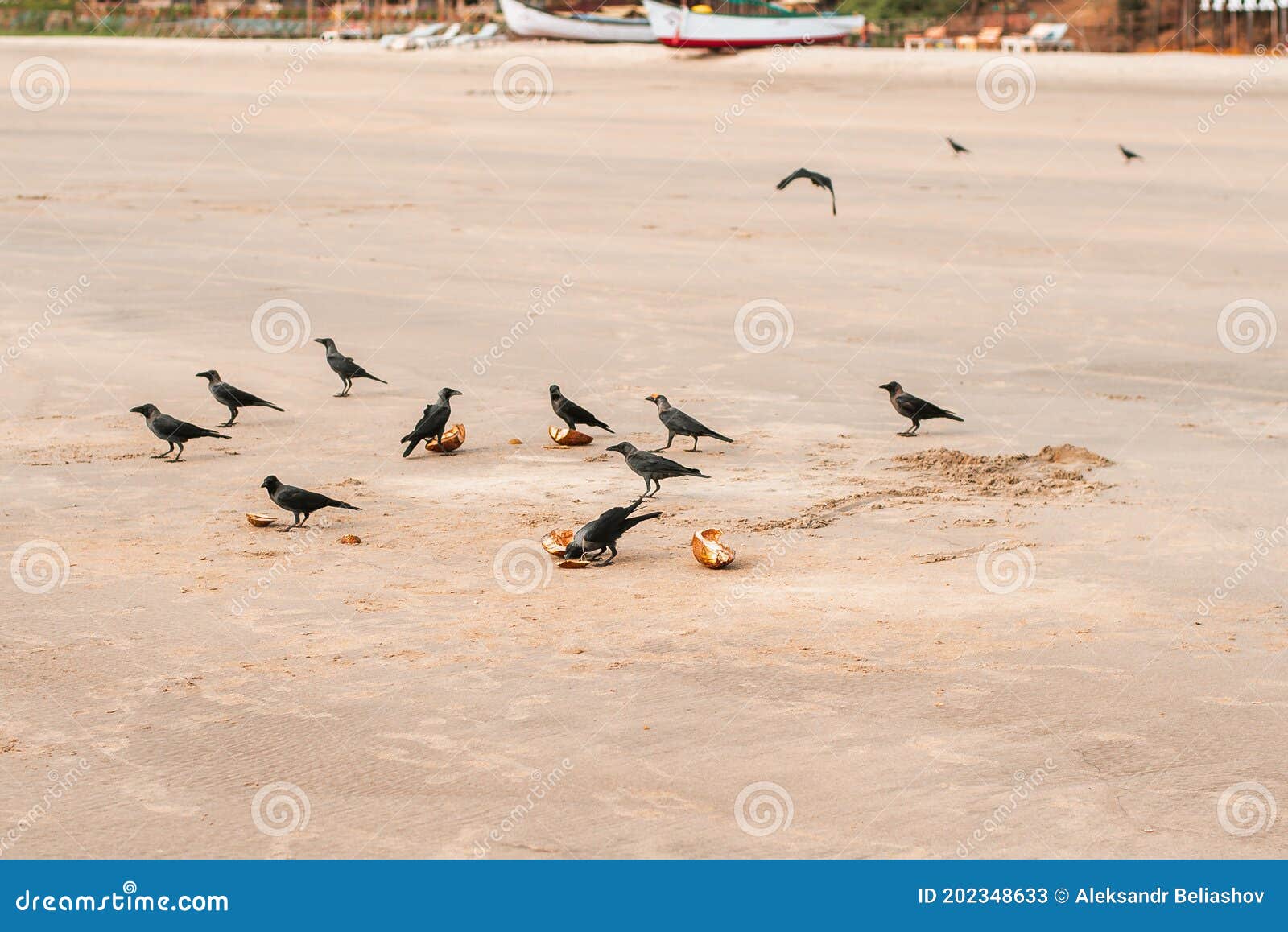 Crows Peck For Grains After Harvesting On The Freshly Ploughed Field In ...