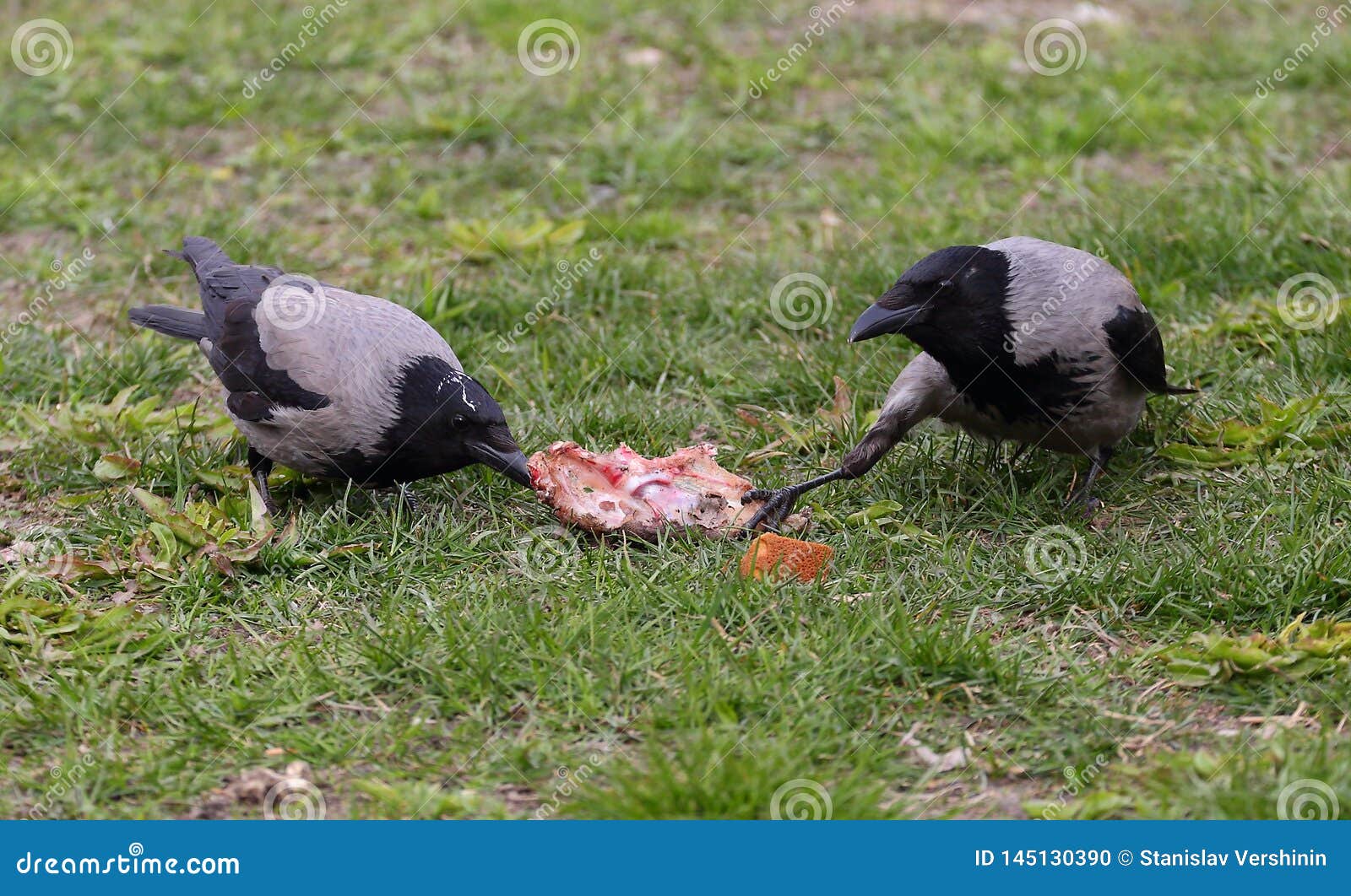 Crows Share a Piece of Food on the Grass Stock Photo - Image of birds ...