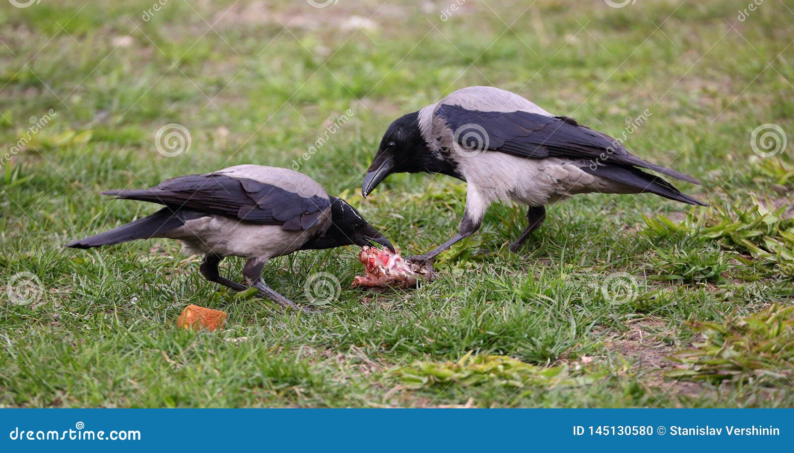 Crows Share a Piece of Food on the Grass Stock Photo - Image of crow, wild: 145130580