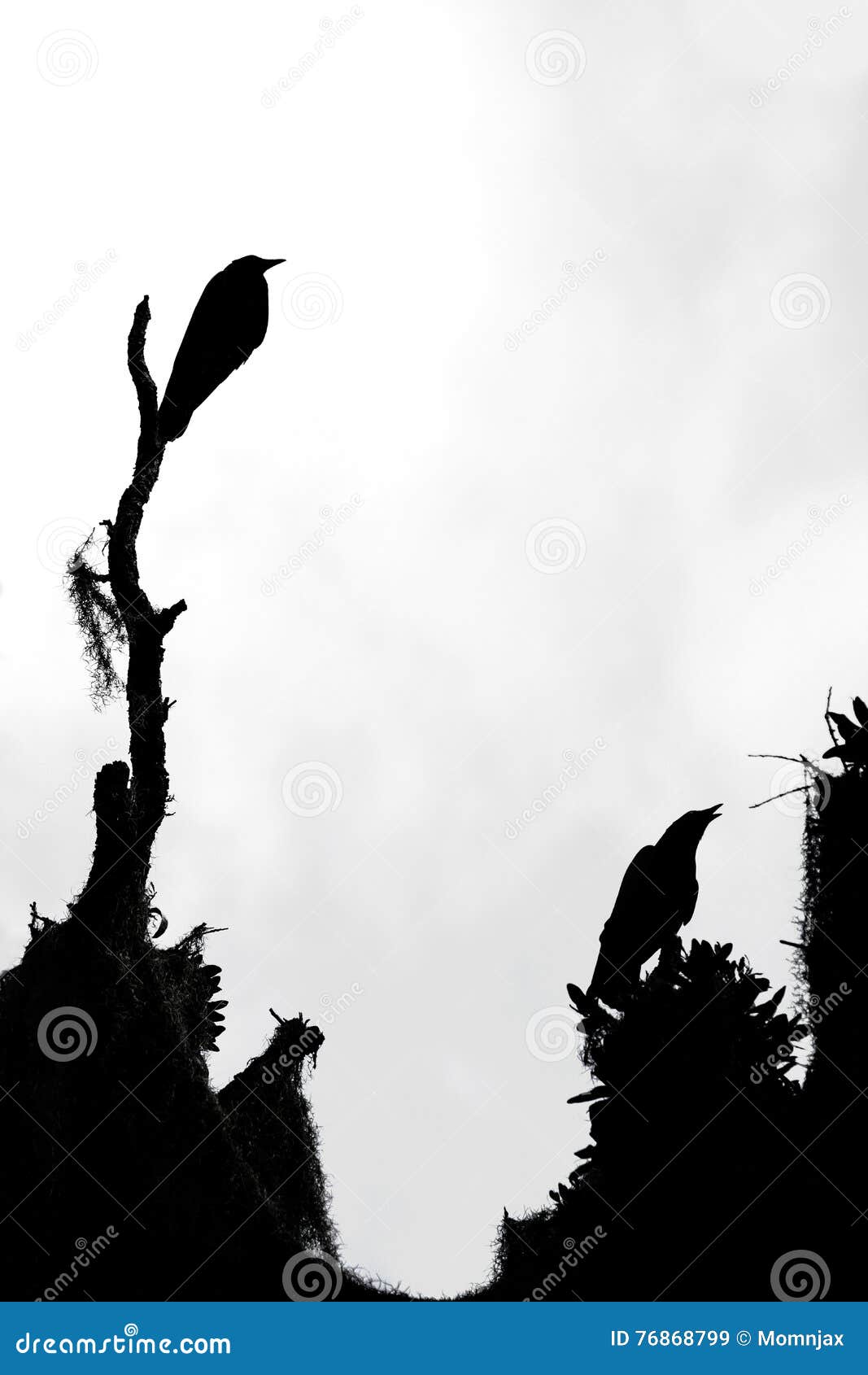 Crows Silhouette stock image. Image of tree, eerie, halloween - 76868799
