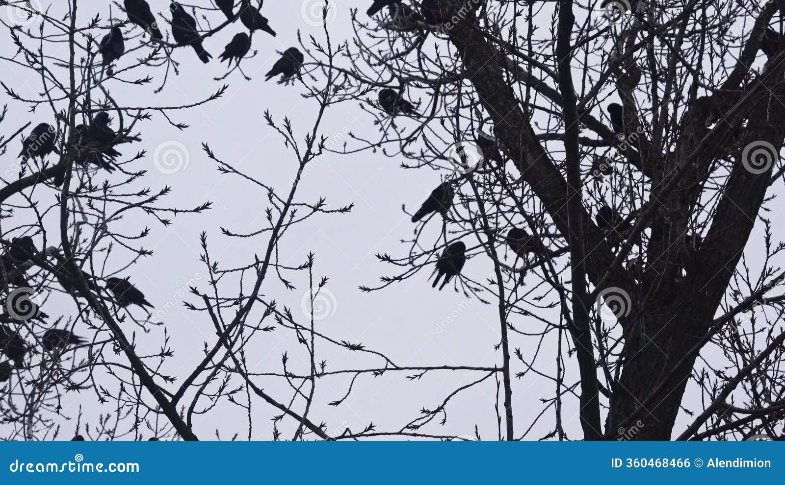 Two Crows On A Tree Stock Image | CartoonDealer.com #103992571