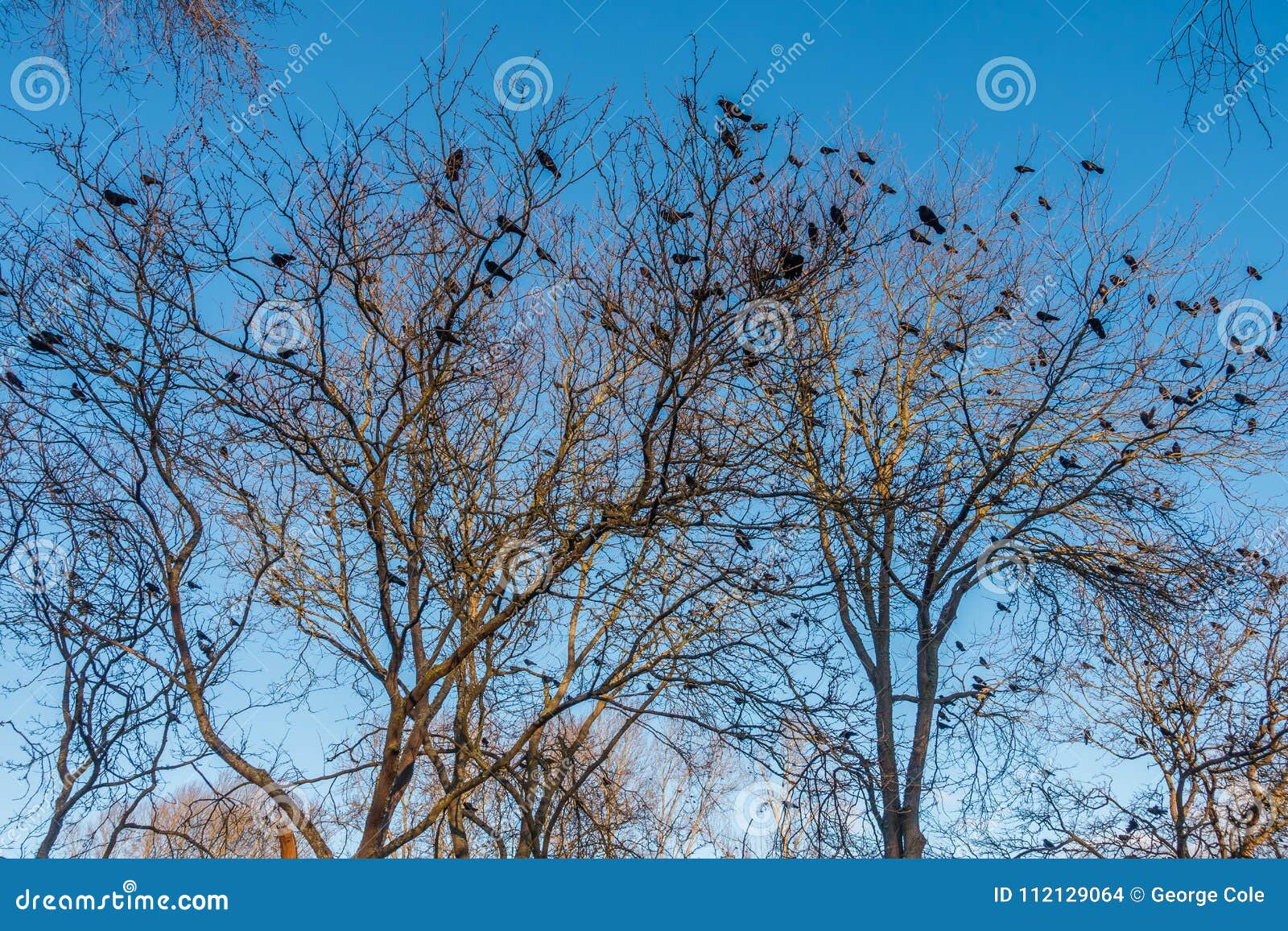 Crows at Beer Sheva Park stock photo. Image of seatte - 112129064