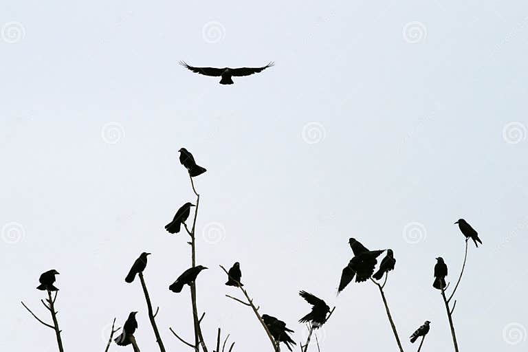 Crows sitting stock image. Image of bird, crows, wing - 1073265