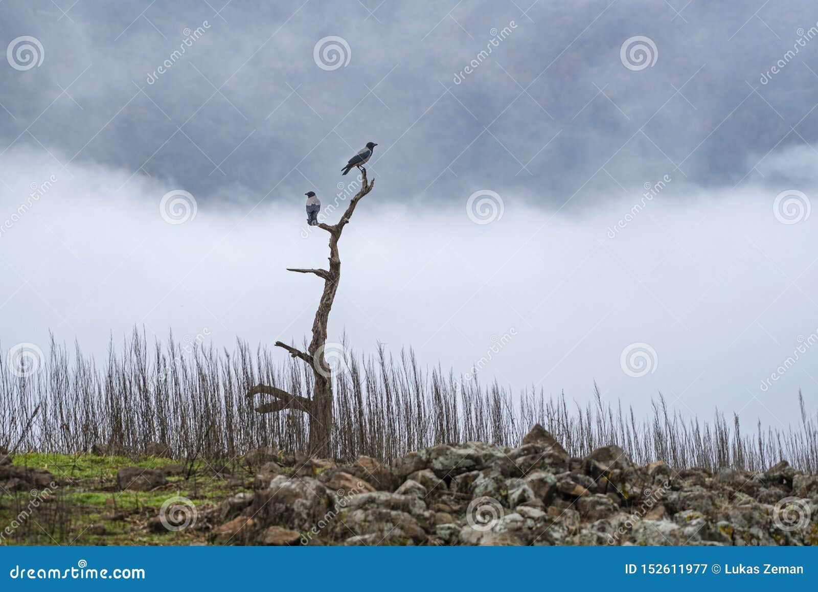 Crows On Branch, Flying Flock, Crowd Of Raven In Tree, Black Bird ...
