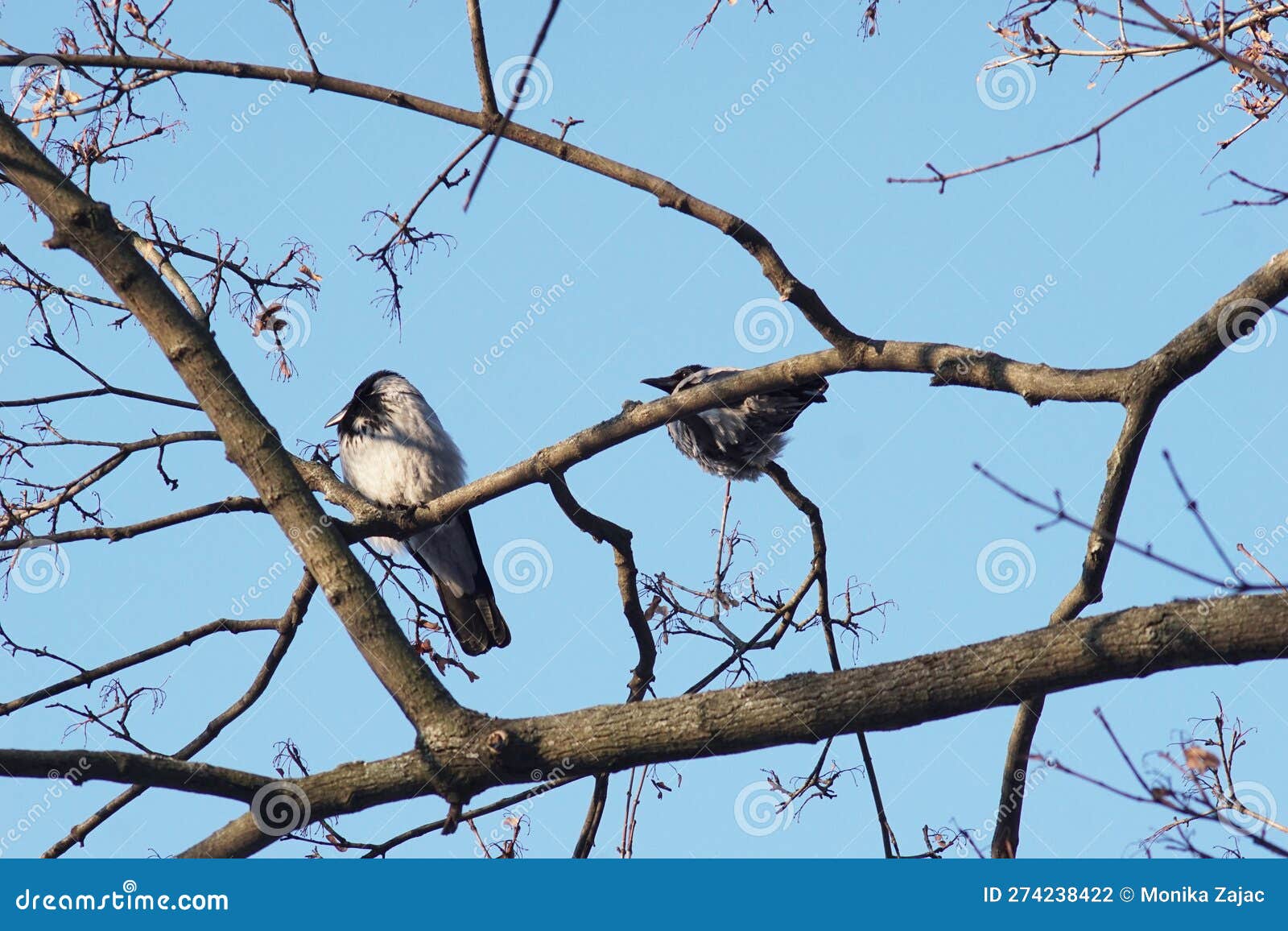 Crows sitting on a tree stock photo. Image of bird, crow - 274238422