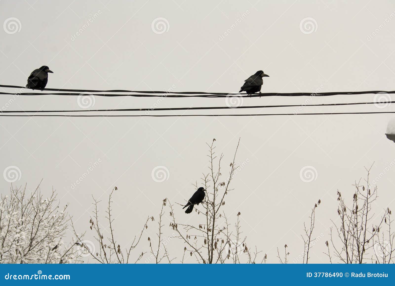 Crows stock photo. Image of waiting, wire, look, scary - 37786490
