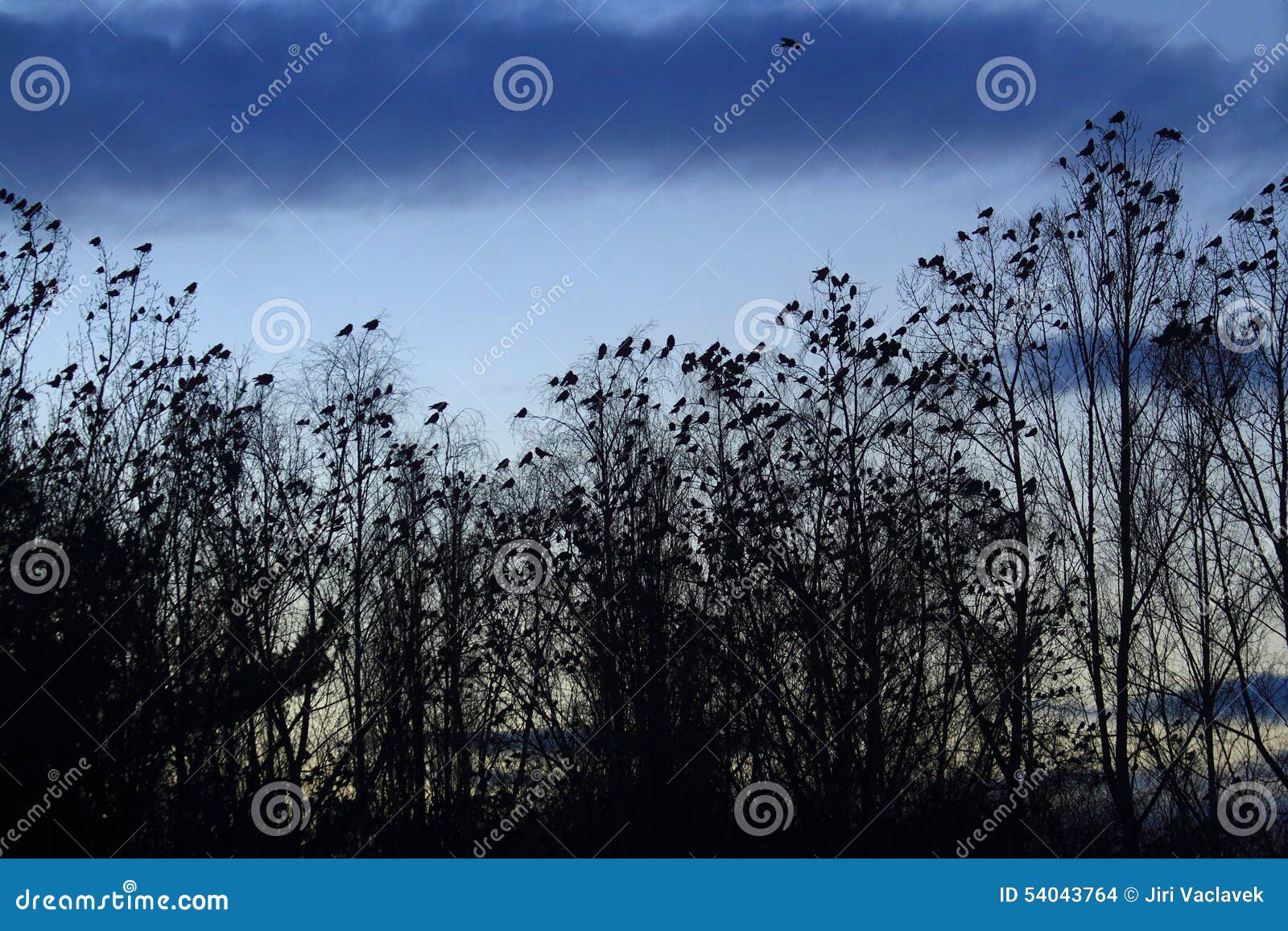 Crows on the sky stock photo. Image of crow, motion, bird - 54043764