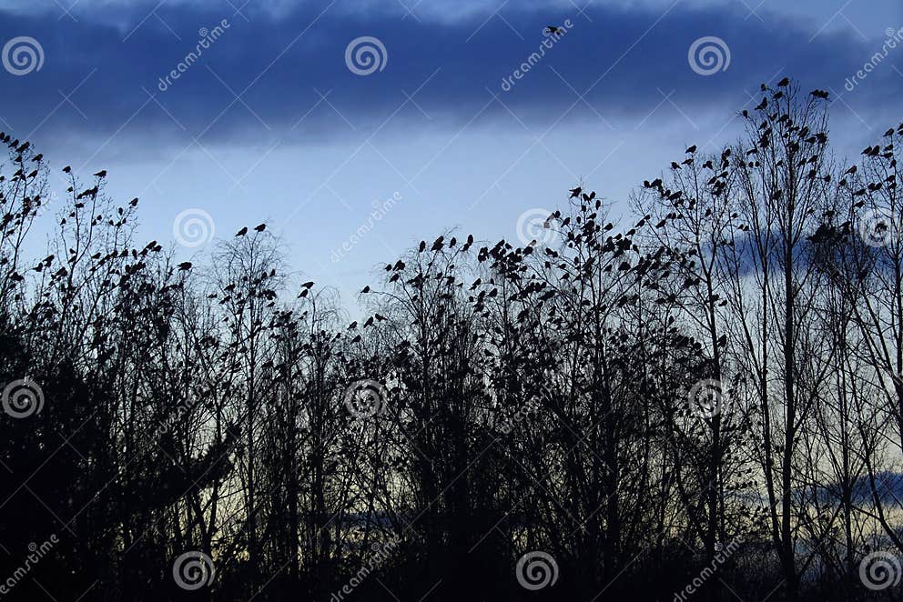 Crows on the sky stock photo. Image of crow, motion, bird - 54043764