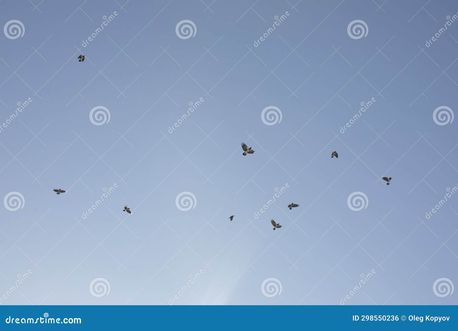 Crows in the Sky. Birds on a Background of Blue Sky Stock Photo - Image ...
