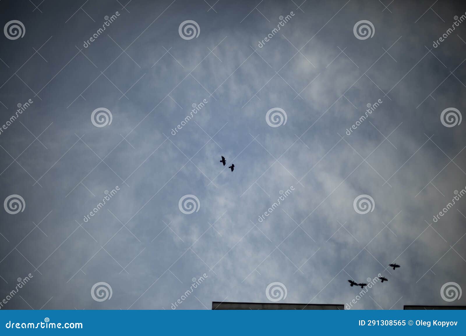Crows in Sky. Flight of Birds Stock Image - Image of drift, contour ...
