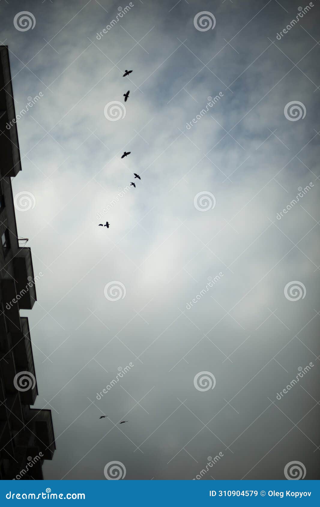 Crows in Sky. Flight of Birds Stock Image - Image of wildlife, group ...