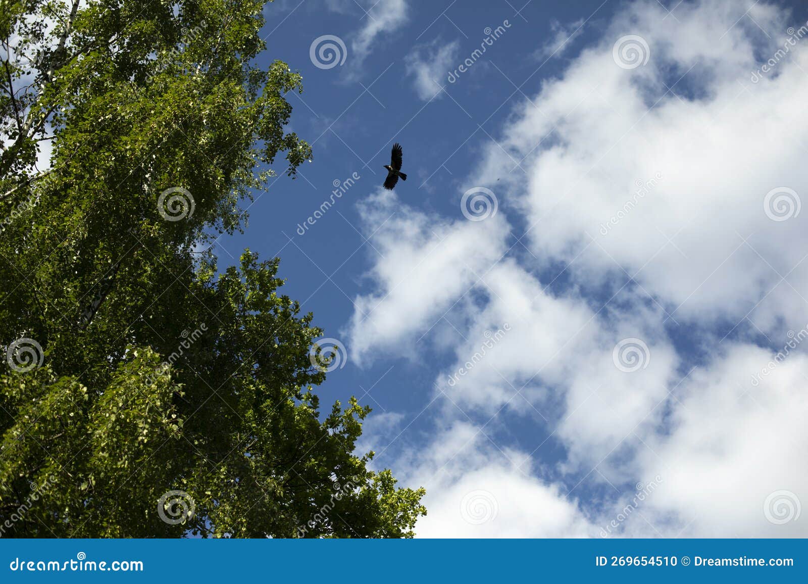 Crows in Sky. Large Black Bird Flies into Forest Stock Photo - Image of ...