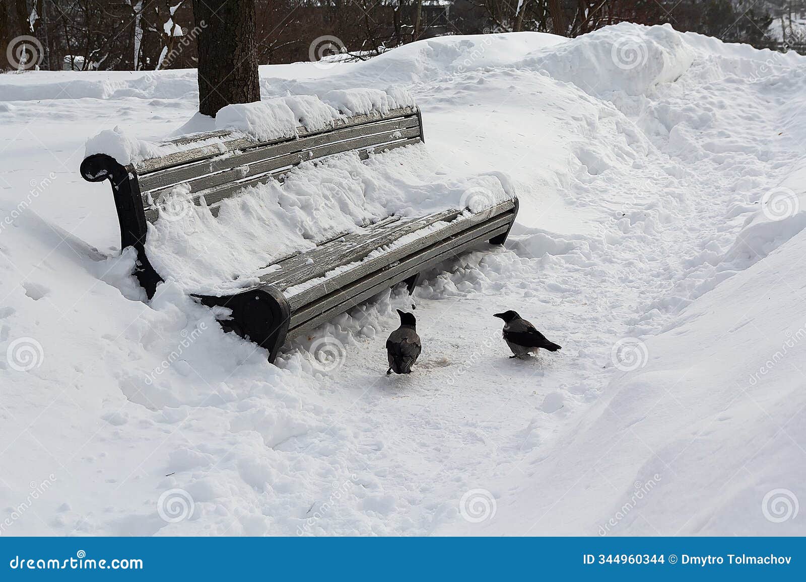 Crows in the Snow-covered Bench in Winter Park Stock Photo - Image of ...