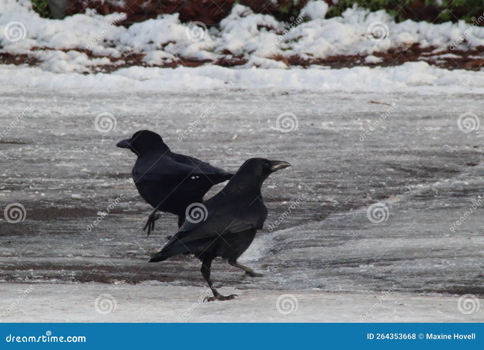 Crows in the snow stock photo. Image of black, avians - 264353668
