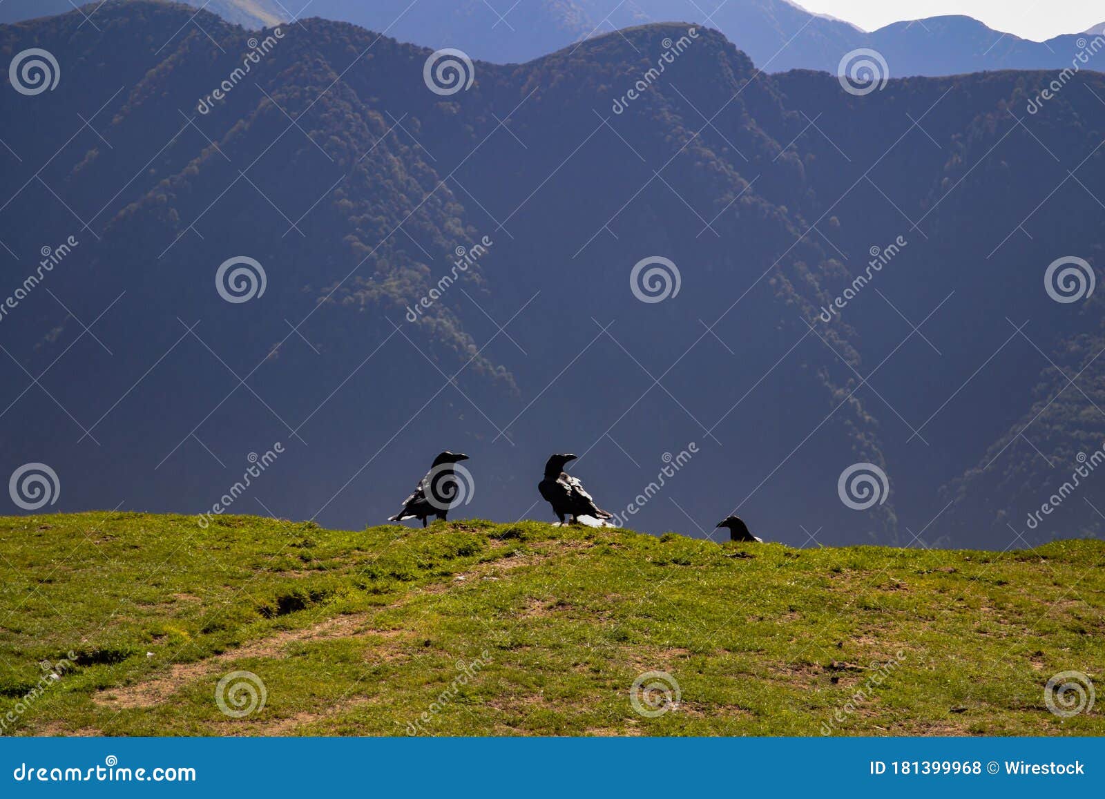 Crows Standing on the Ground Surrounded by Hills Covered in Trees Under ...