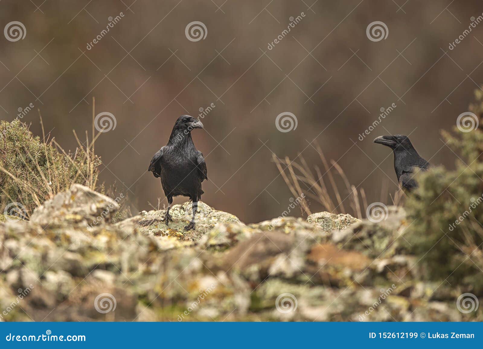 Crows Standing on Stone Ground Stock Image - Image of natural, figh ...