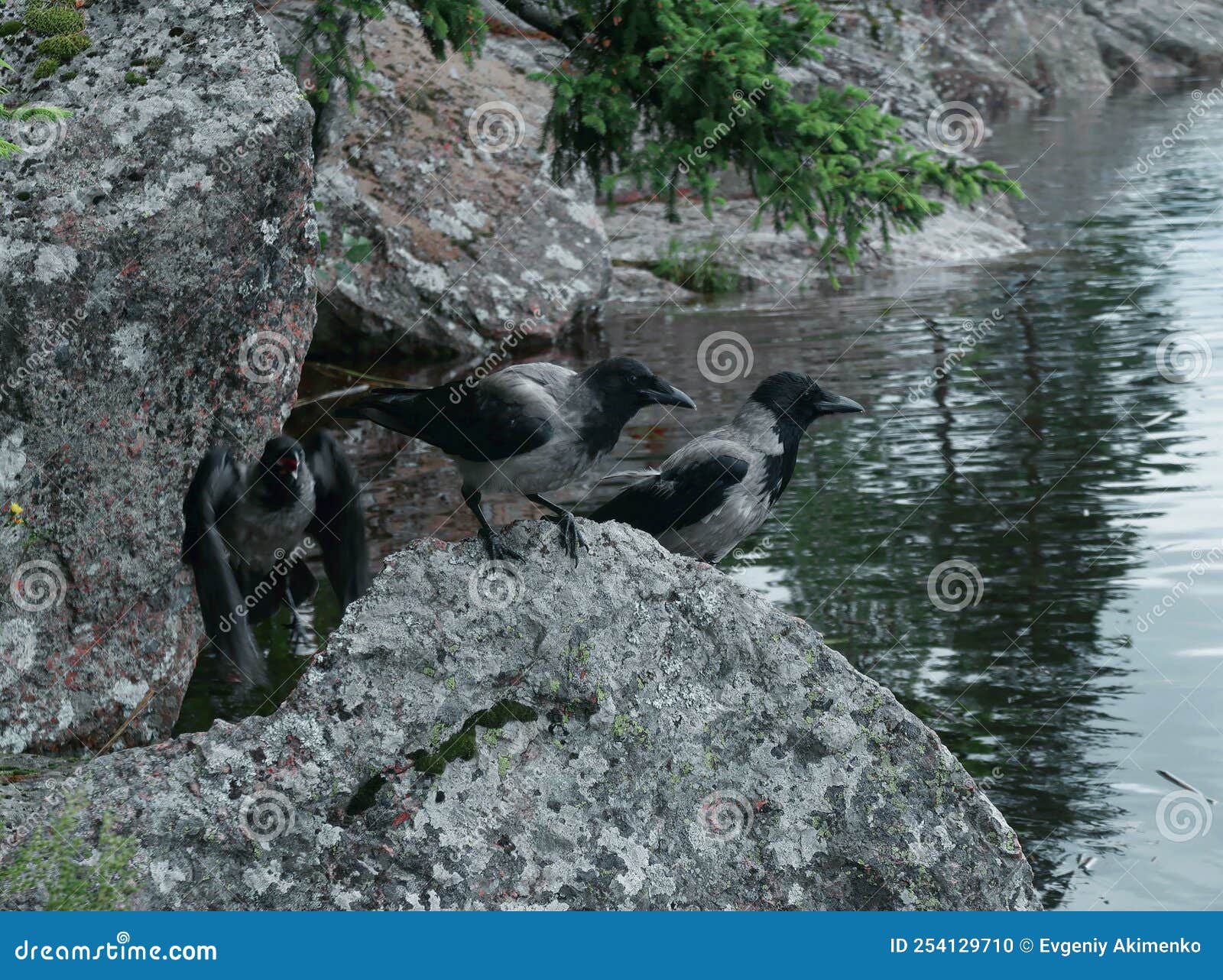 Crows on a Stone in the Background of a Pond Stock Photo - Image of ...