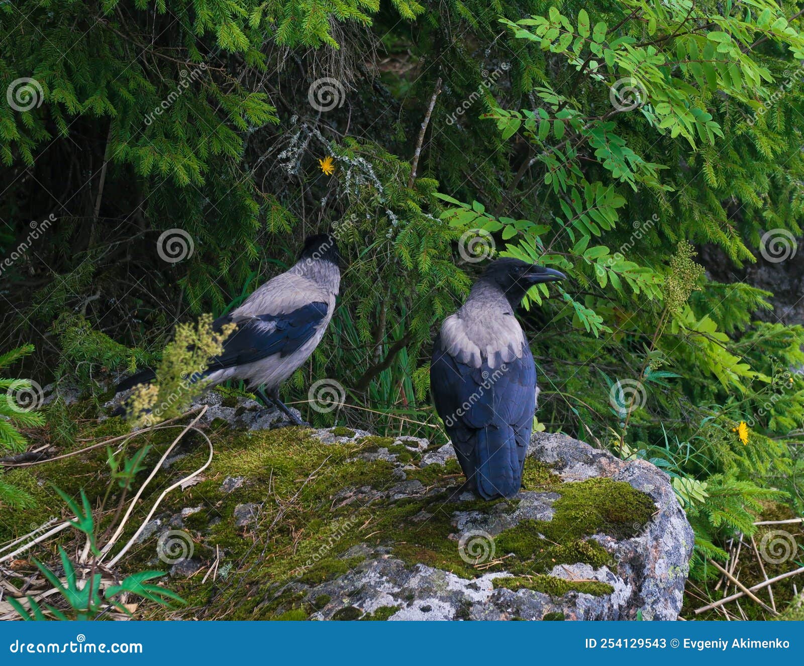 Crows on a Stone in the Forest Stock Image - Image of jungle, beak ...