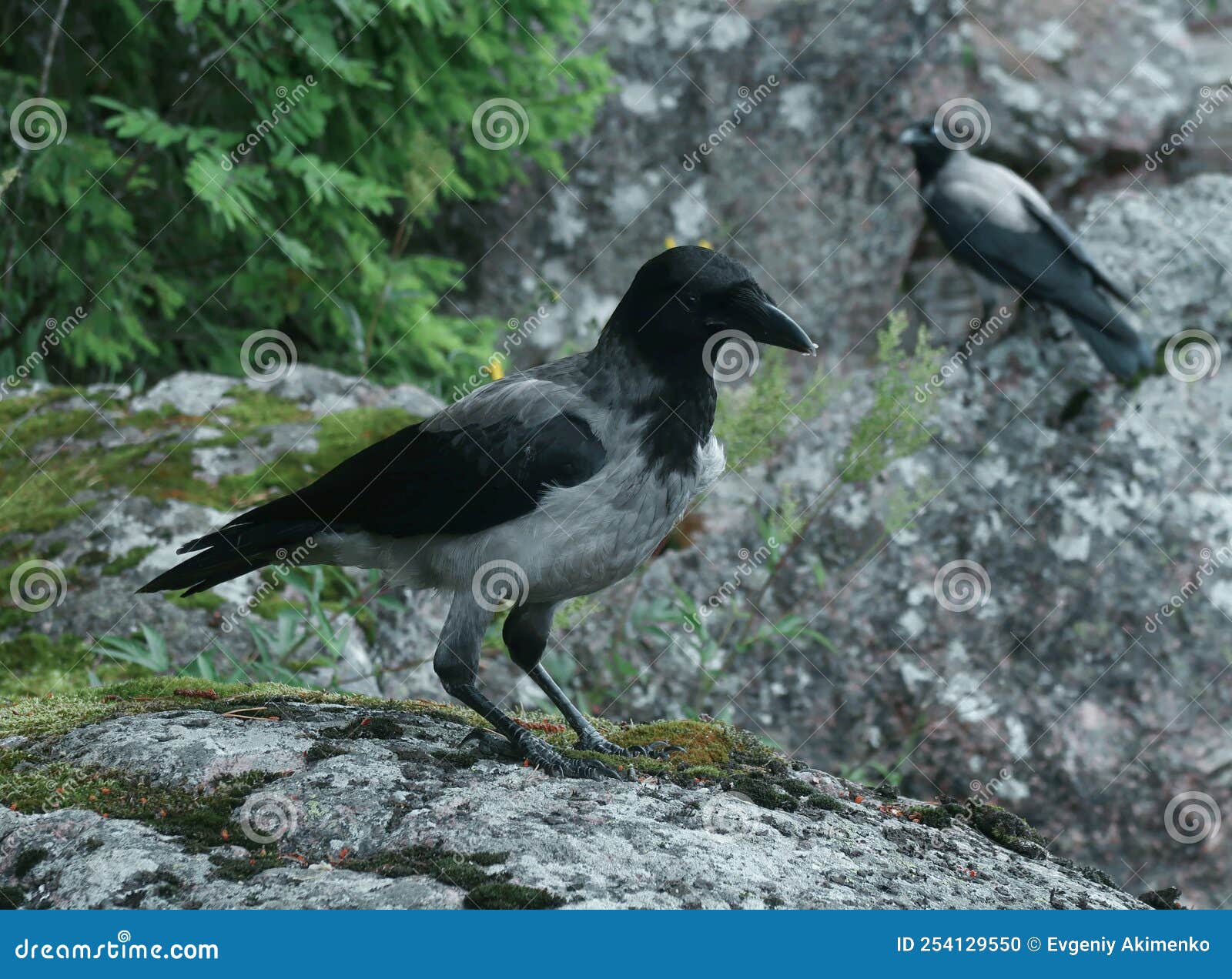 Crows on a Stone in the Forest Stock Photo - Image of duck, wing: 254129550