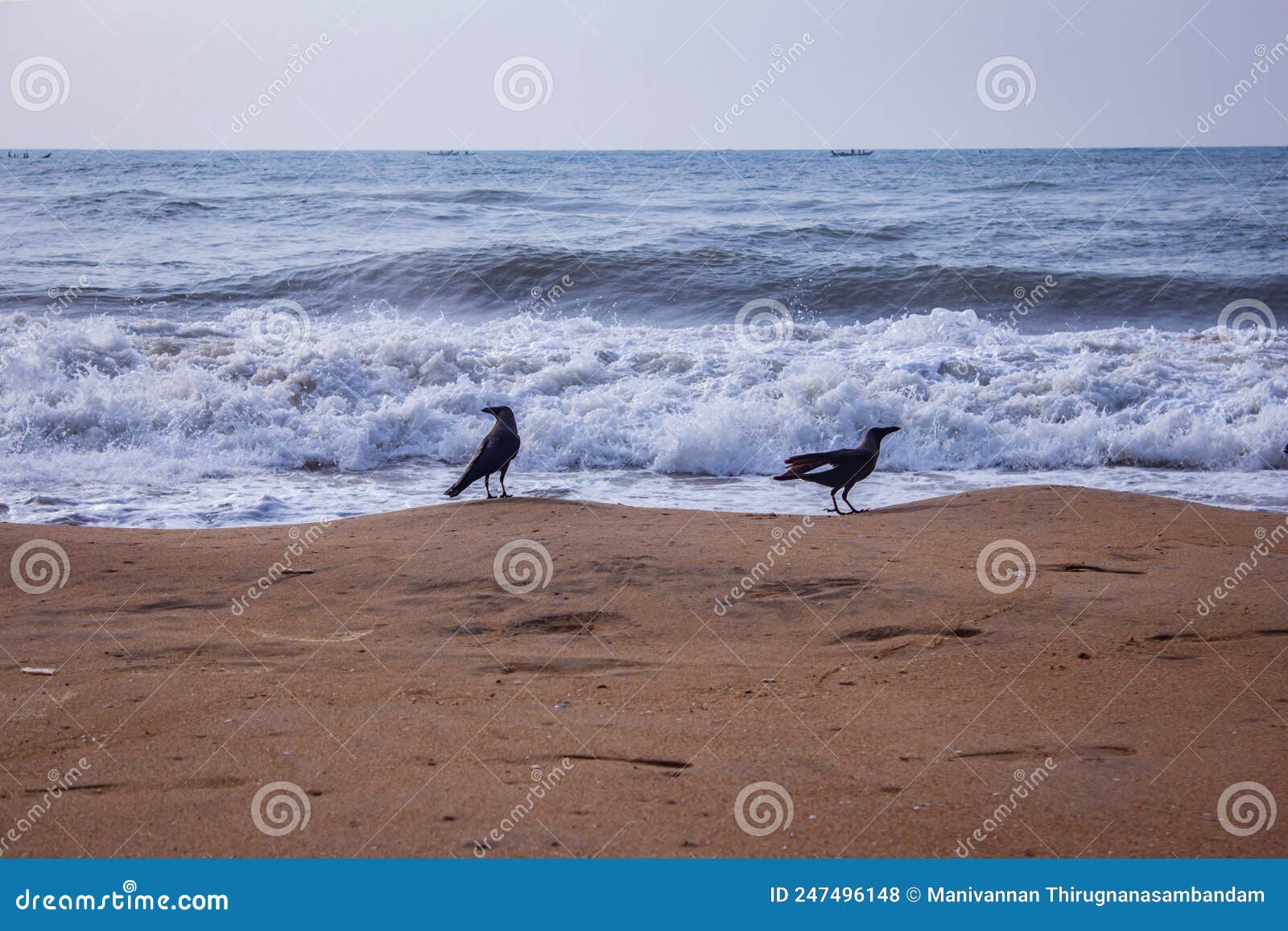 Crows Taking a Stroll Along the Sands of Marina Beach with Waves in ...