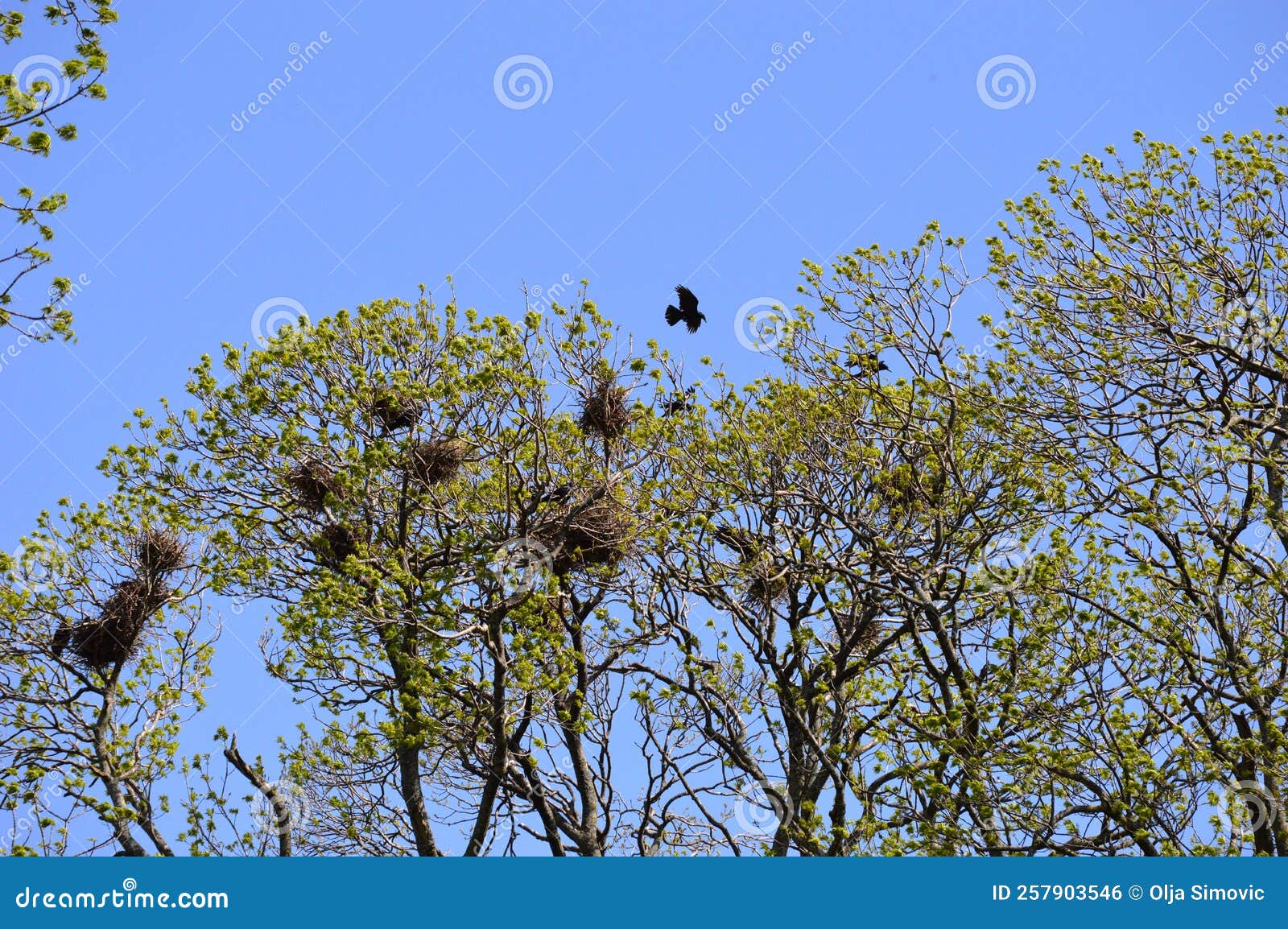 Crows and Their Nests in Trees Stock Photo - Image of nests, bird ...