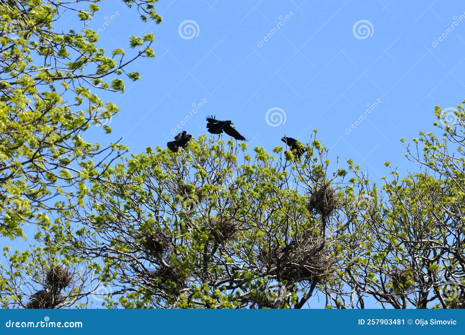 Crows and Their Nests in Trees Stock Image - Image of trees, animal ...