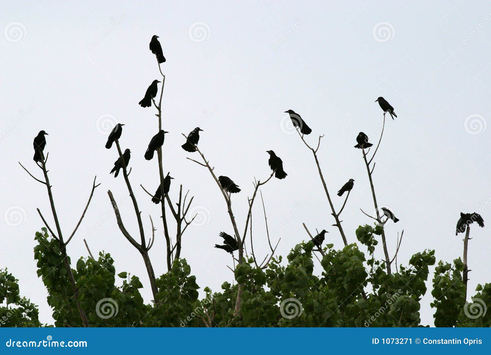 Crows in tree stock image. Image of birds, crows, wing - 1073271