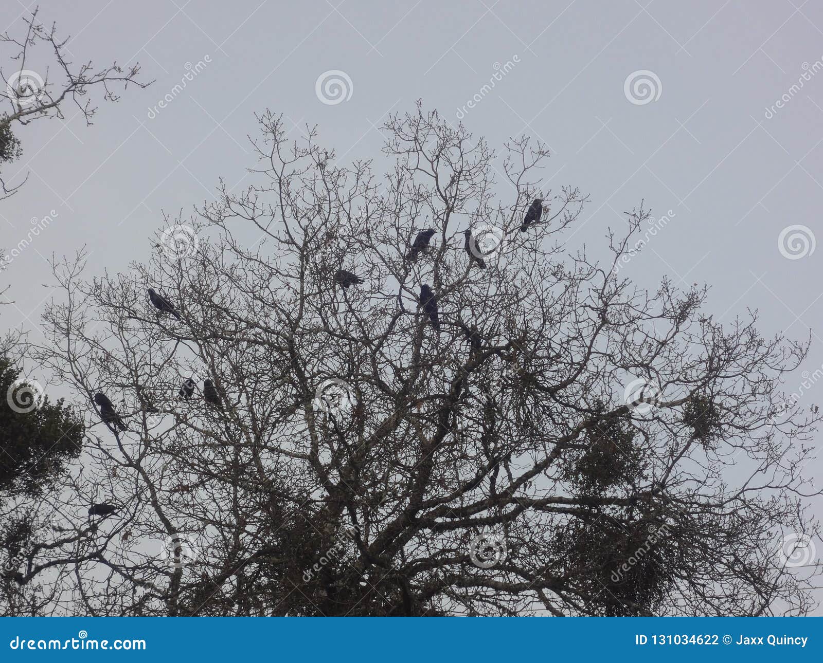 Crows stock photo. Image of tree, birds, goth, dark - 131034622