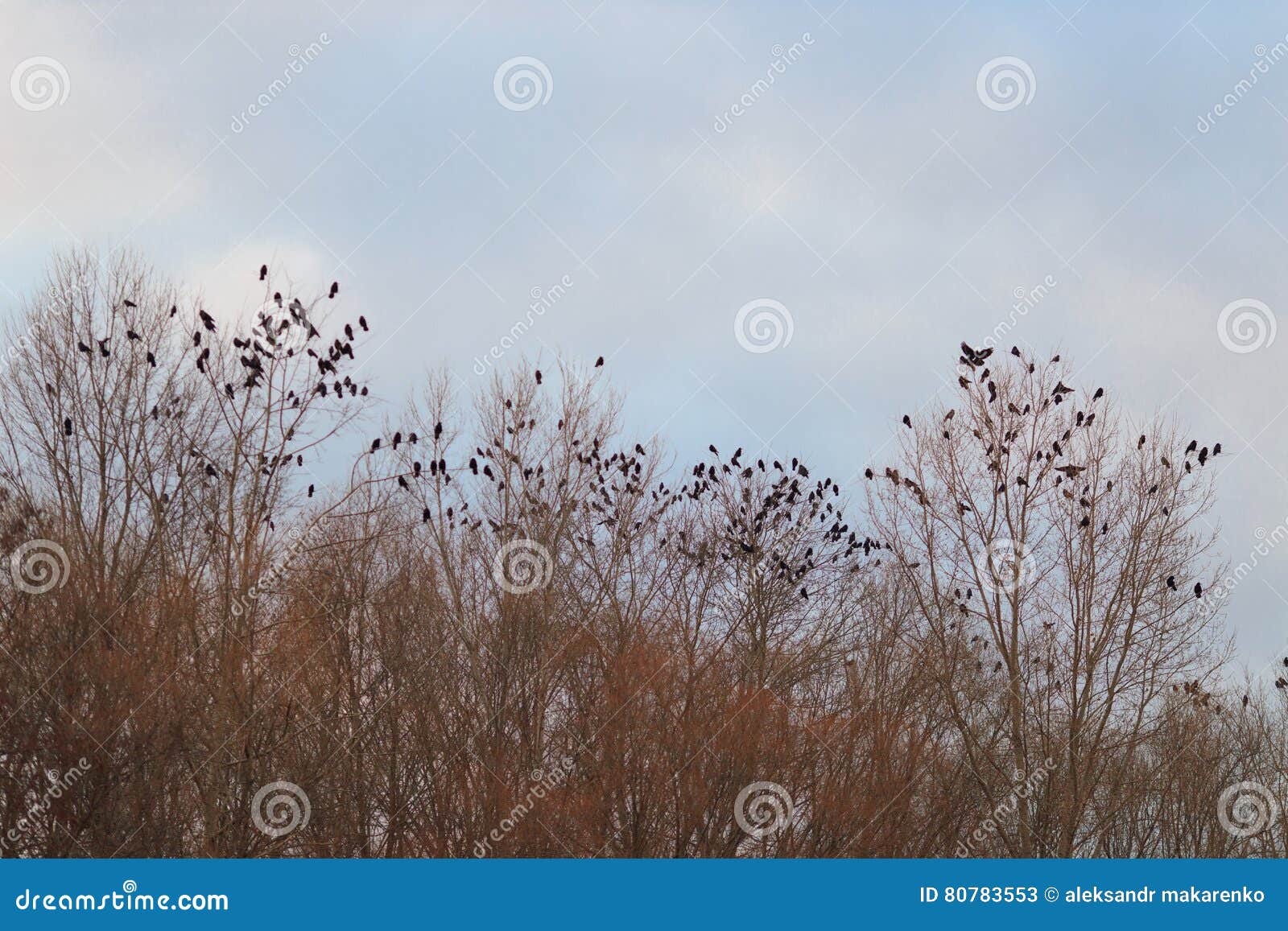 Crows on a Tree in Autumn Evening Times Stock Image - Image of park ...