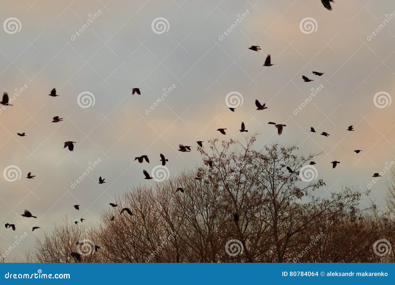 Crows on a Tree in Autumn Evening Times Stock Photo - Image of ...