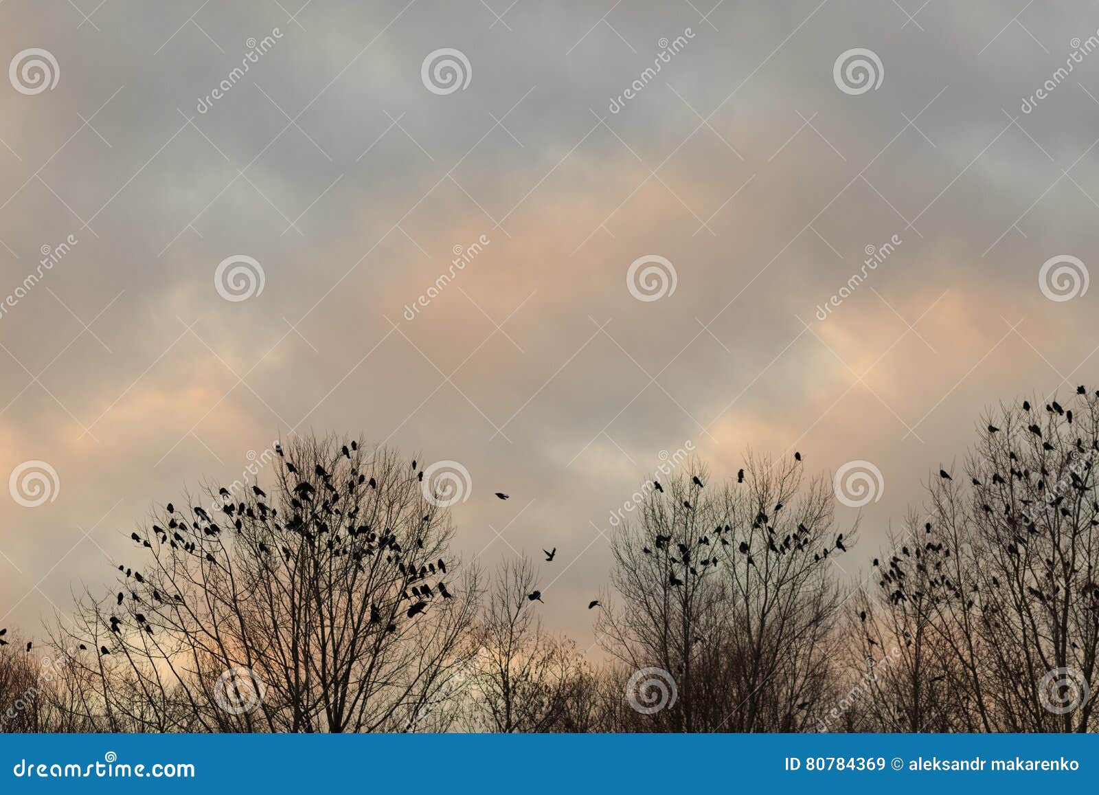 Crows on a Tree in Autumn Evening Times Stock Image - Image of nature ...