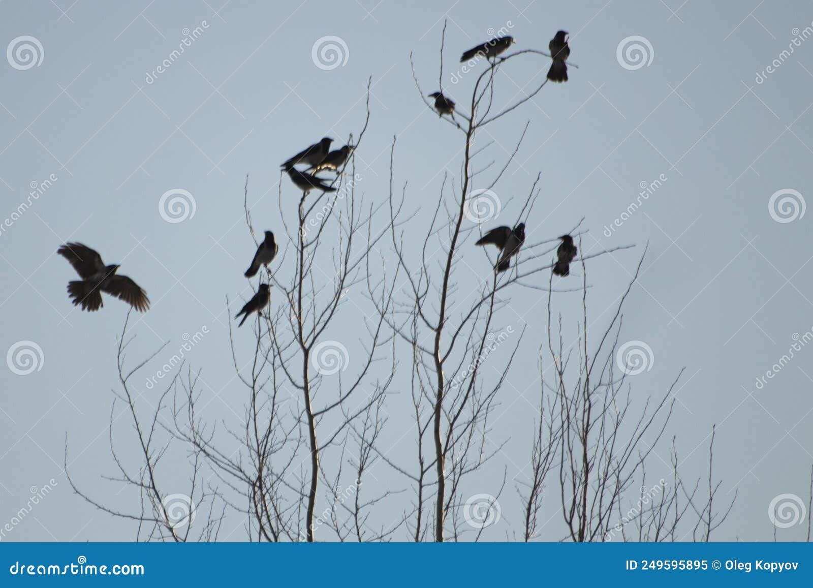 Crows on tree. Black birds stock image. Image of dark - 249595895