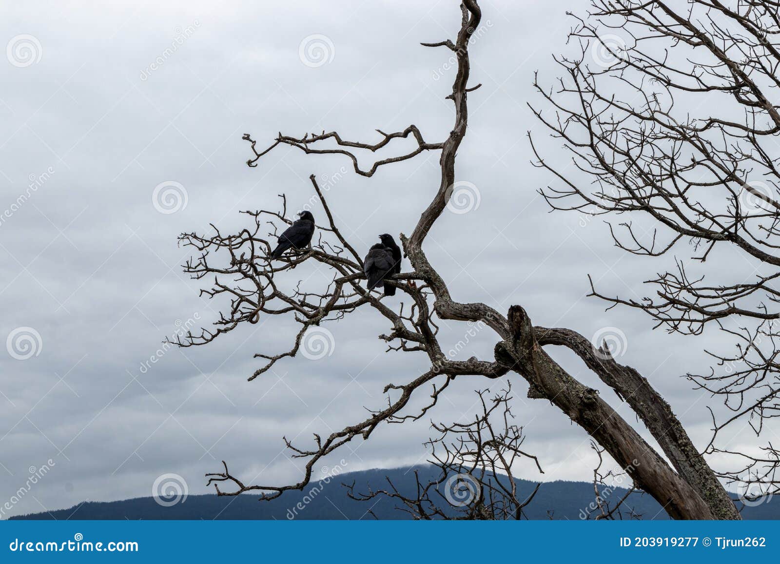 Crows On Branch, Flying Flock, Crowd Of Raven In Tree, Black Bird ...