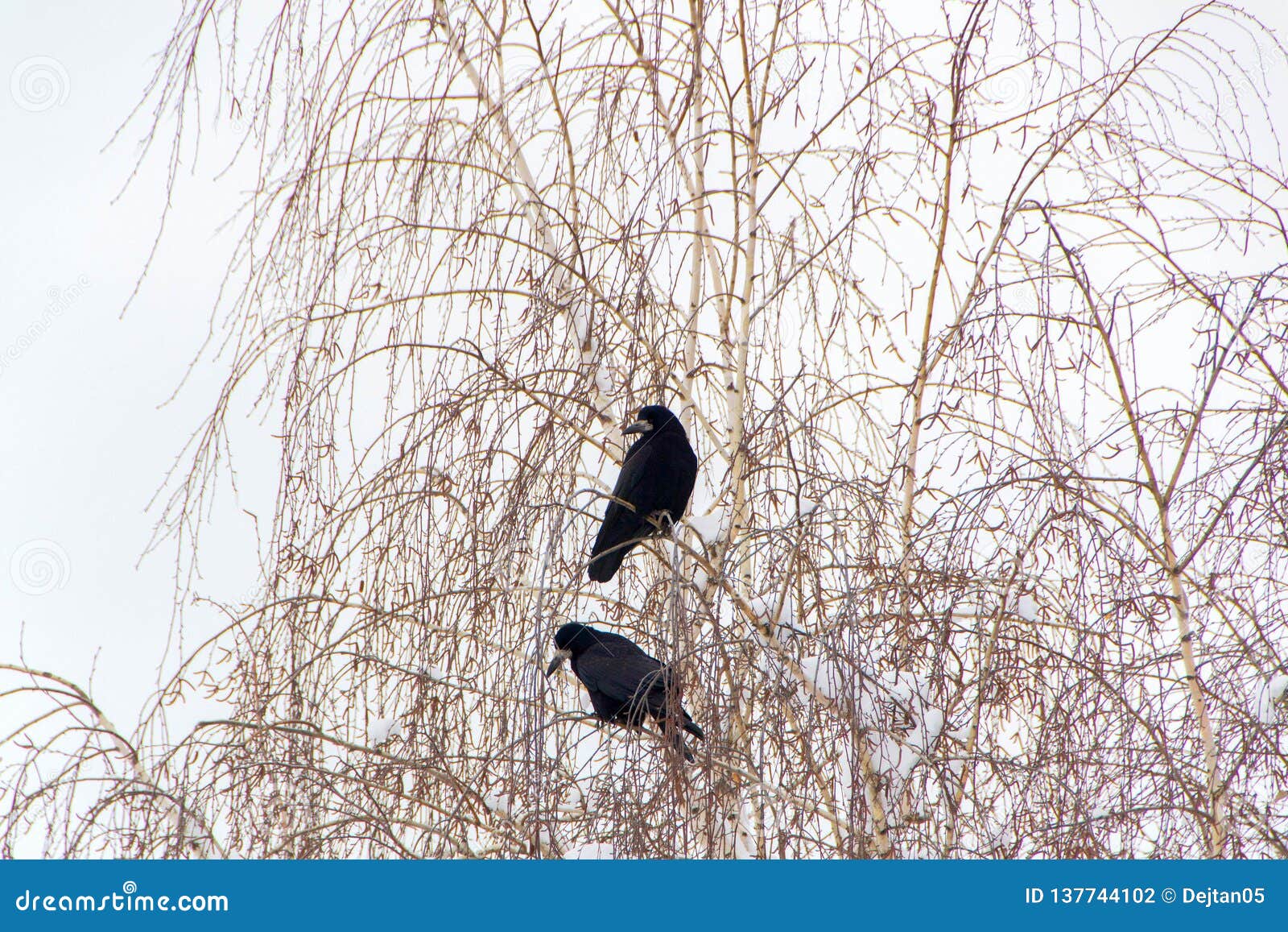Crows on the tree stock photo. Image of blue, dark, crow - 137744102