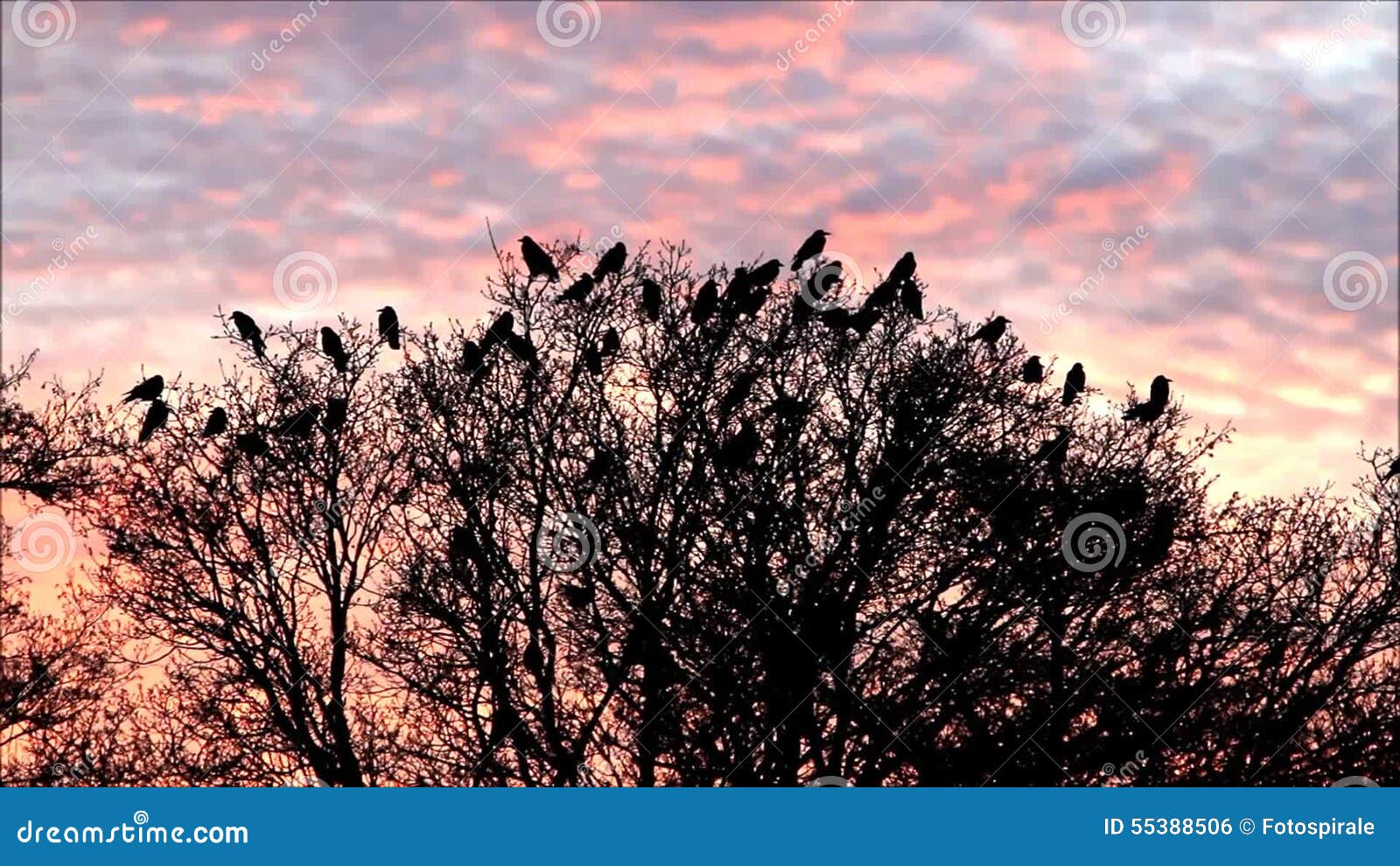 Crows on Tree in the Dusk Flying Away Stock Footage - Video of heaven ...