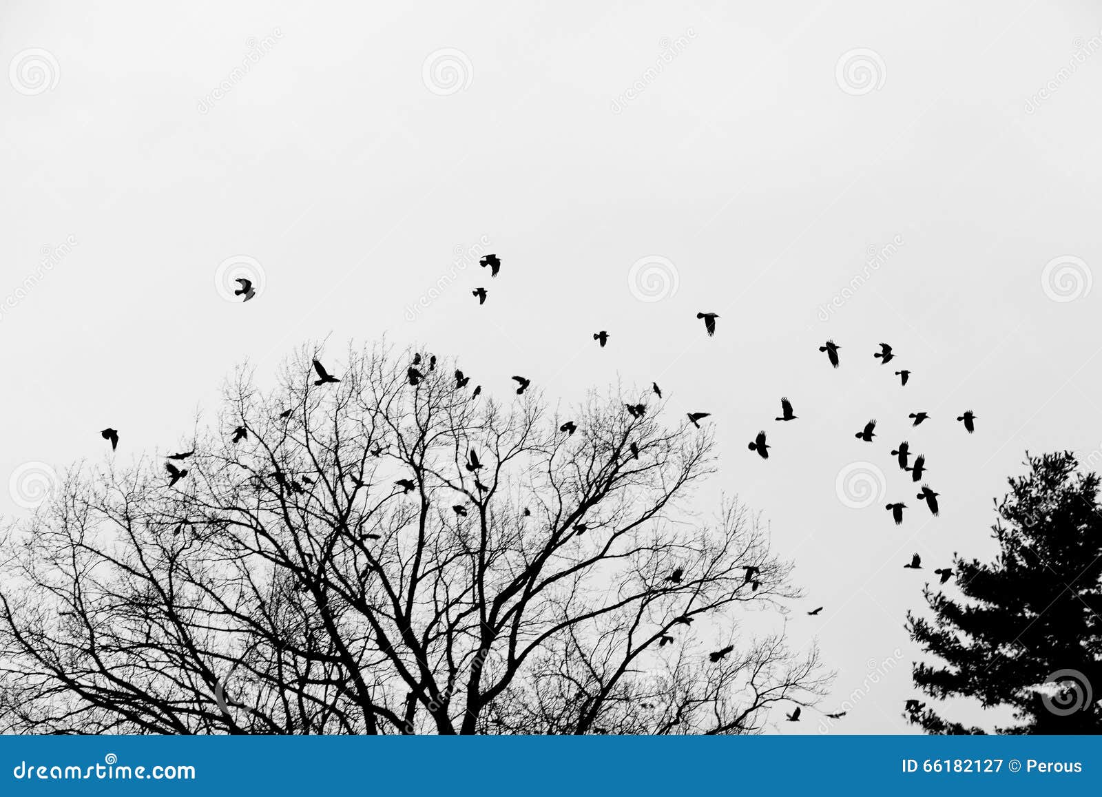 Crows on the tree stock image. Image of crow, corvidae - 66182127
