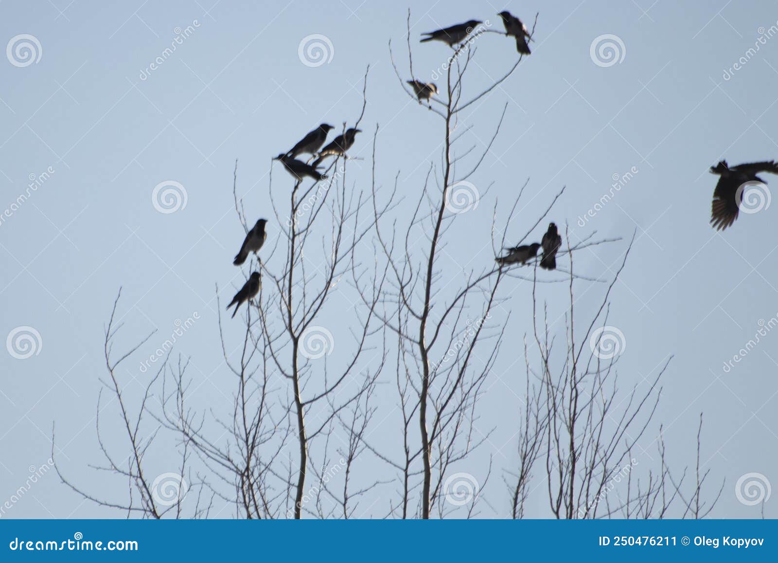 Crows on Tree. Lots of Birds on Branches of Tree Stock Image - Image of ...