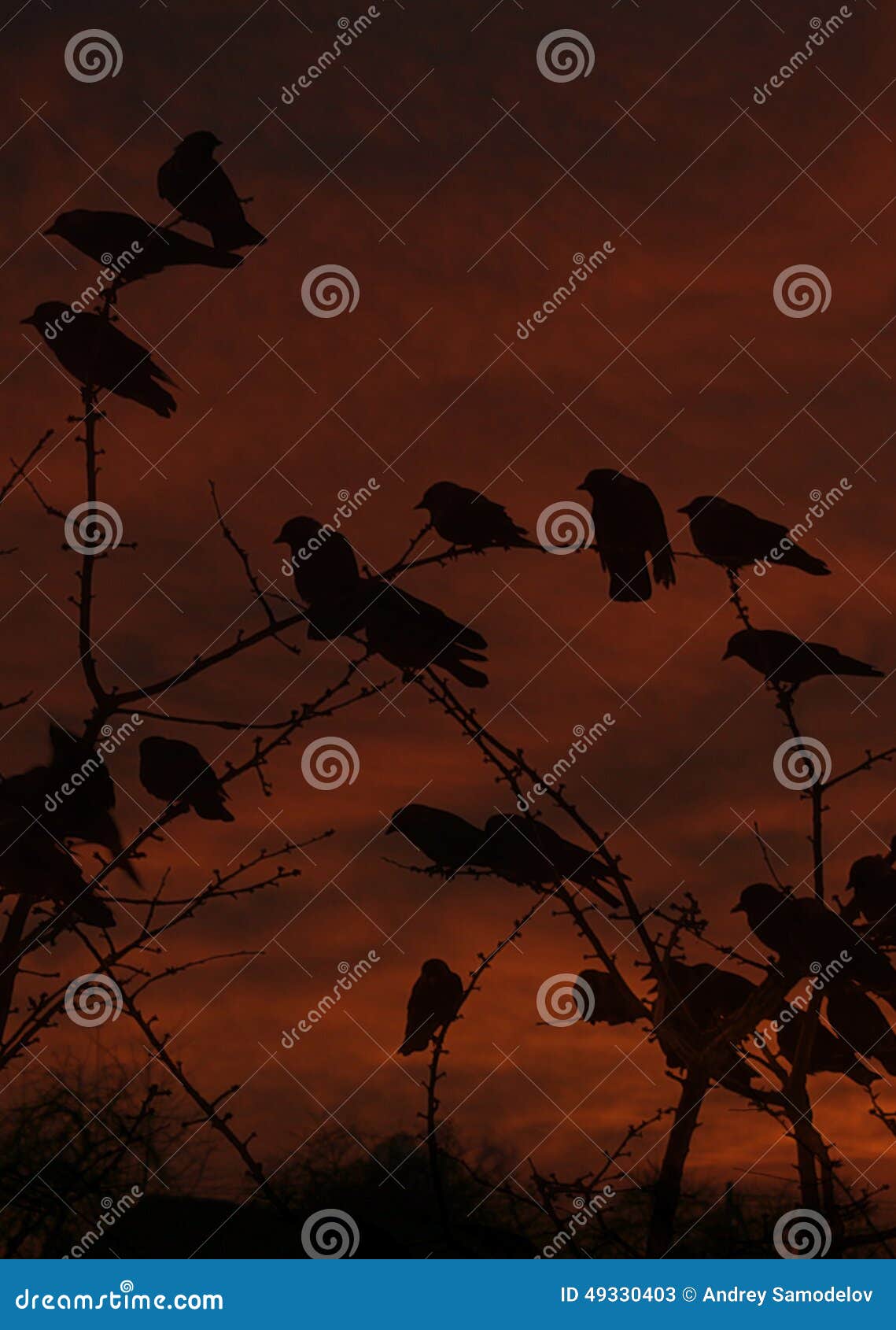 Crows on a tree stock image. Image of crows, branches - 49330403
