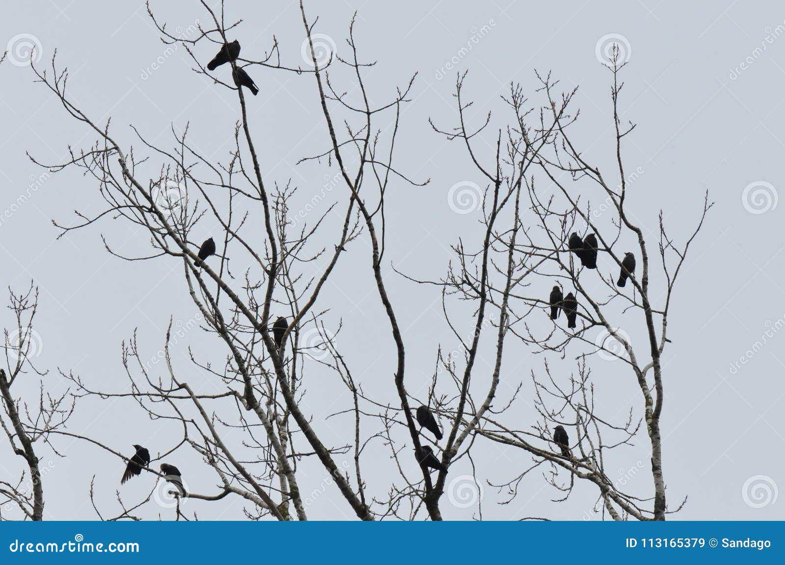 Crows On Branch, Flying Flock, Crowd Of Raven In Tree, Black Bird ...