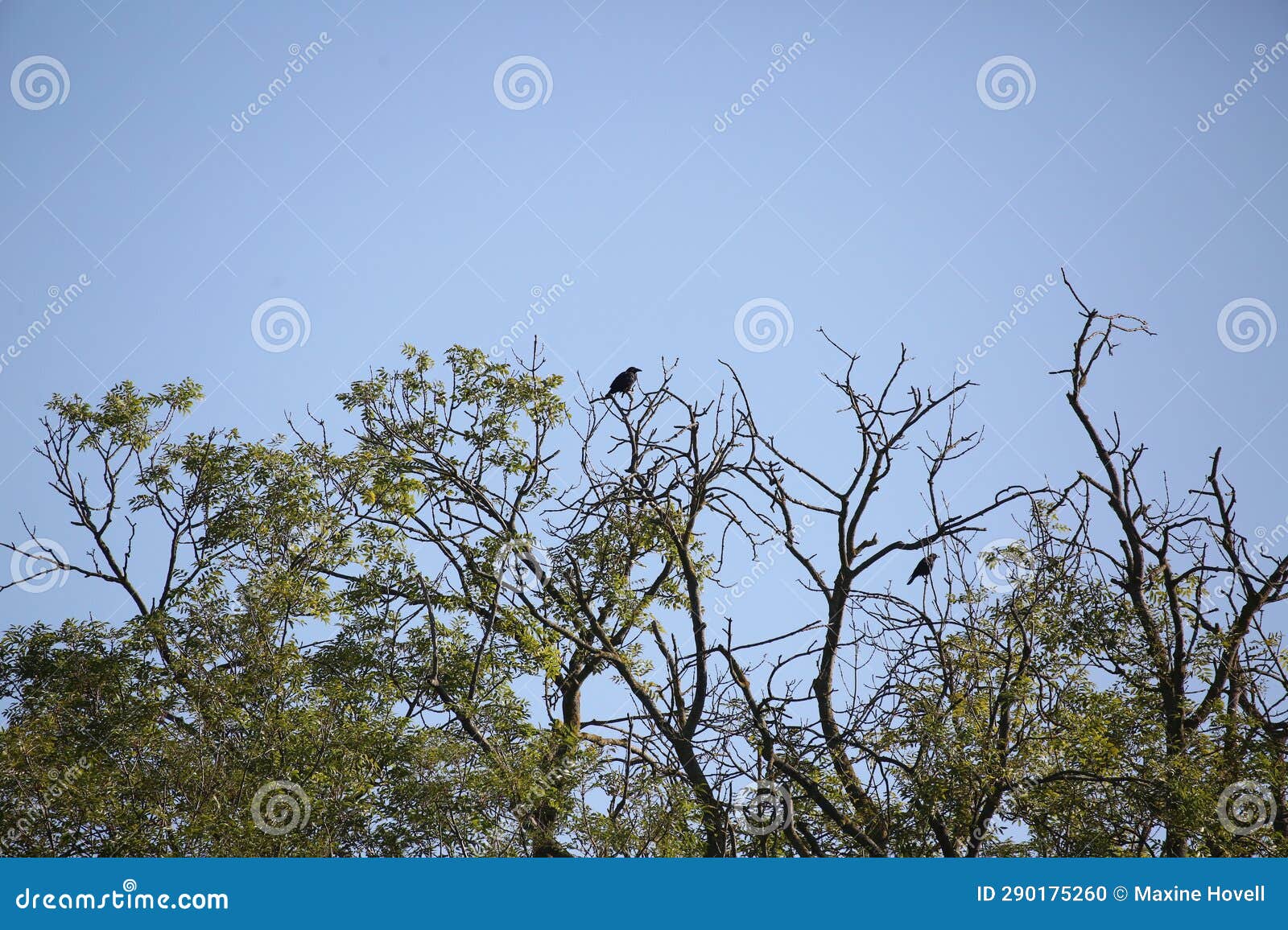 Crows in the tree tops stock photo. Image of twig, autumn - 290175260