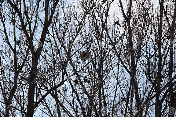 Crows on a tree. stock photo. Image of nature, halloween - 308627360