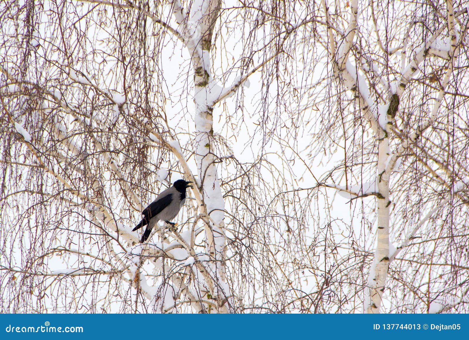 Crows on the tree stock image. Image of cold, birds - 137744013