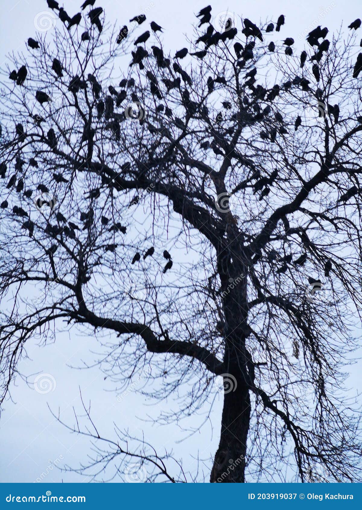 Crows in Trees, Darkness, Birds. Crows Nest, Big Black Bird Crowd ...