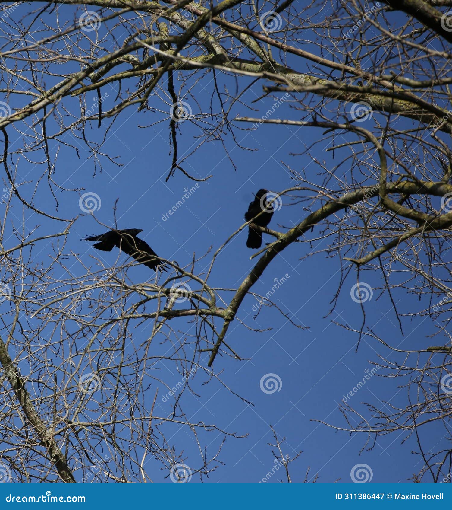 Crows In Trees, Darkness, Birds. Crows Nest, Big Black Bird Crowd ...