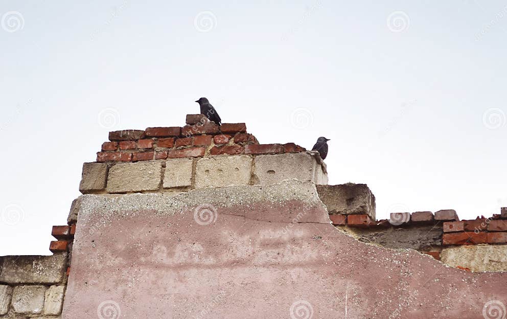 Crows on wall stock photo. Image of white, wall, high - 97601758
