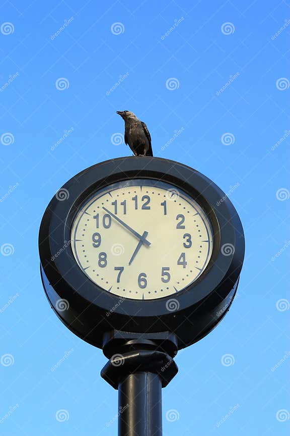 Crows watching time stock image. Image of clock, bird - 10552437