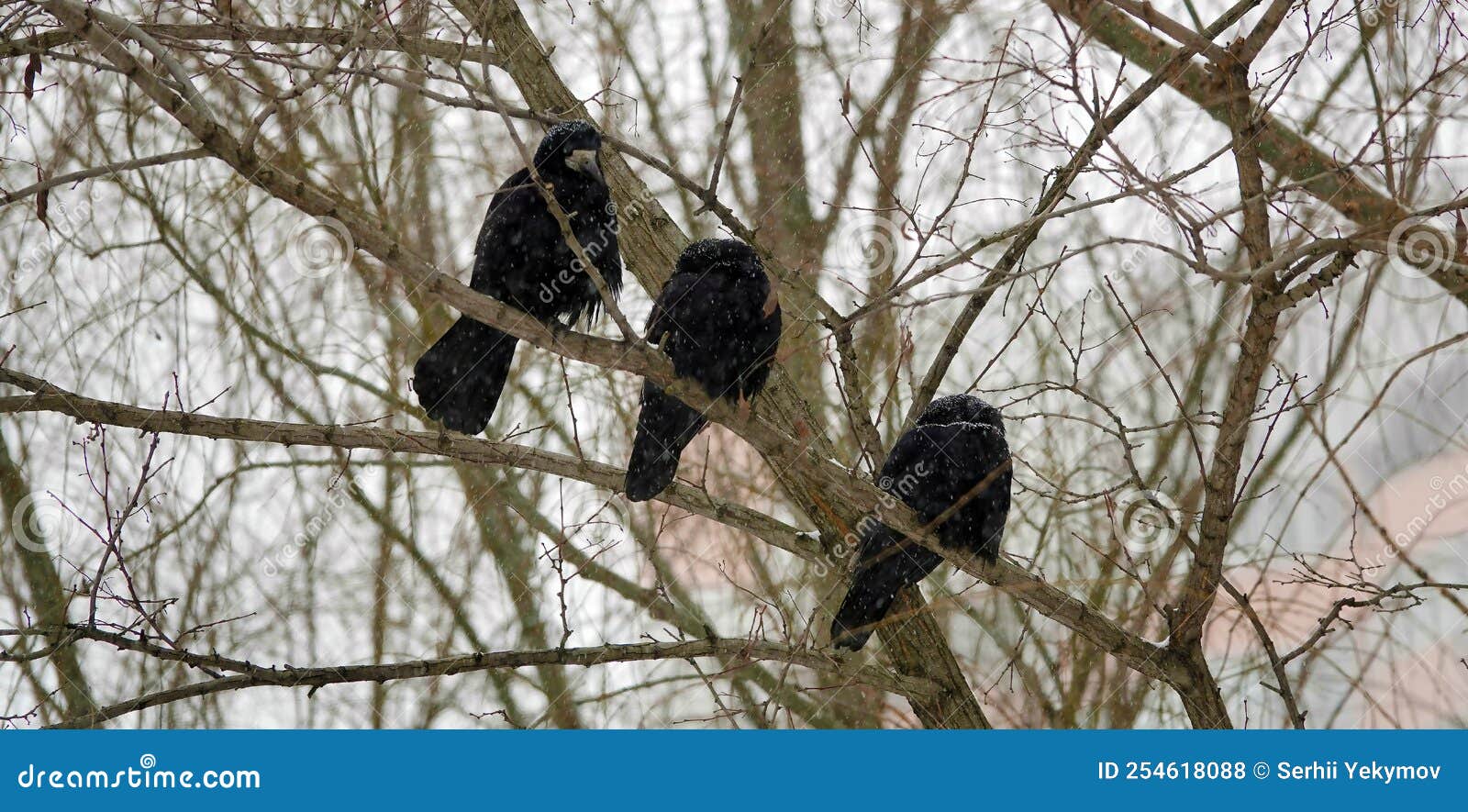 Crows in winter stock photo. Image of sewers, look, dove - 254618088