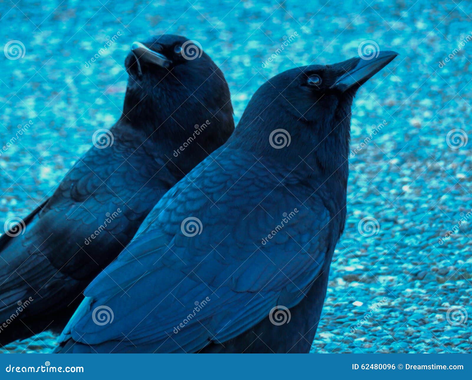 Crows, Wondering stock photo. Image of corvids, looking - 62480096